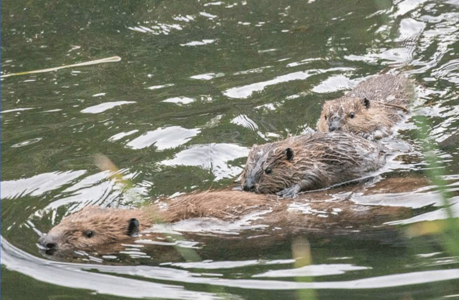 New CDFW Policy Recognizes Ecological Value of Beavers in California ...