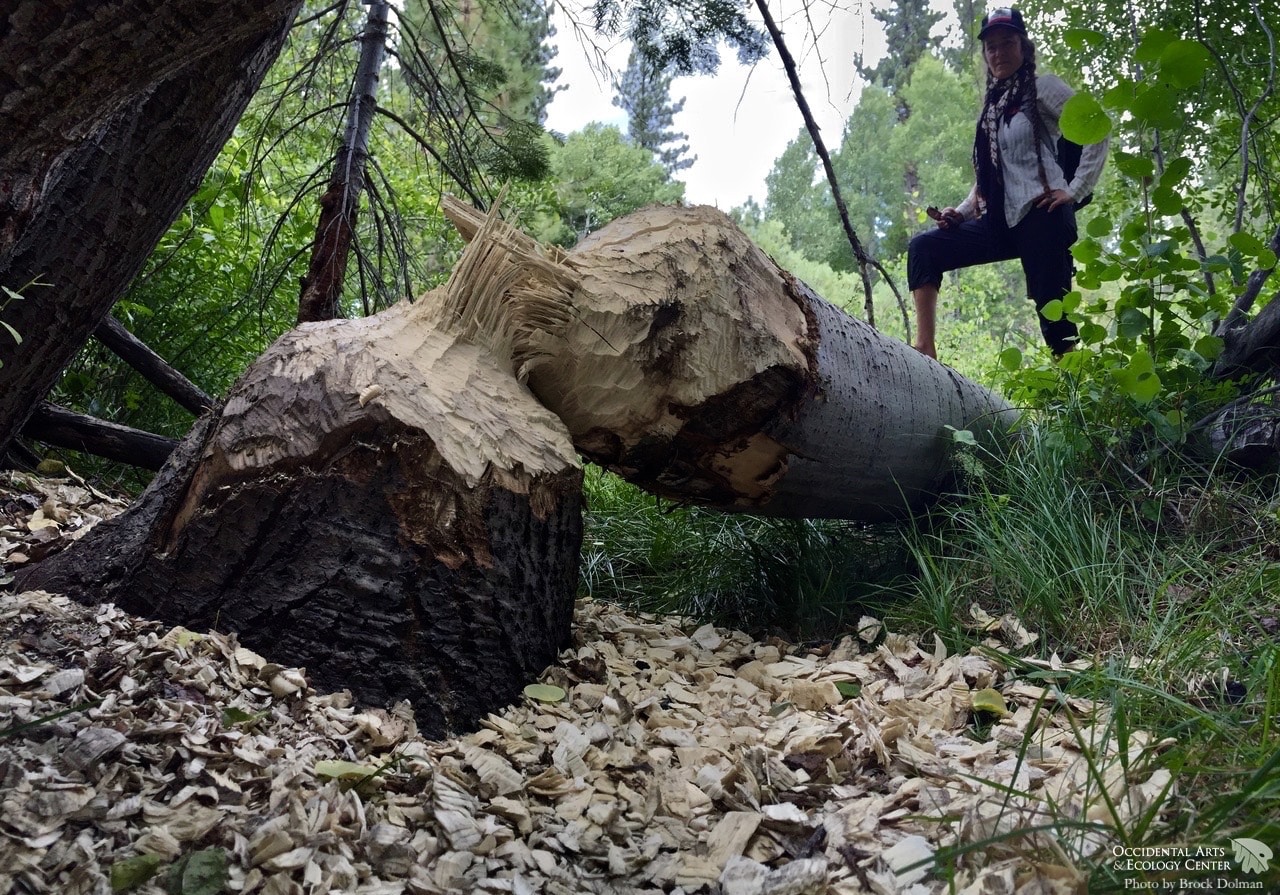 Got Beaver Problems? - Occidental Arts & Ecology Center