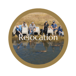 Beaver Restoration & CoExistence - Occidental Arts & Ecology Center