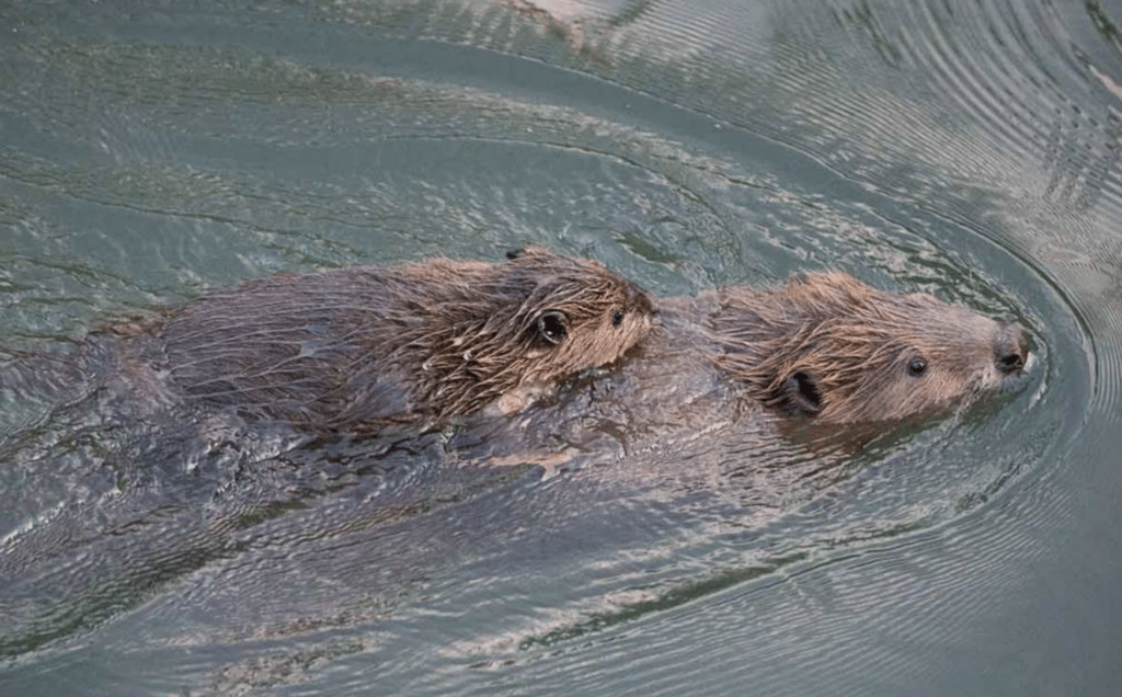 CA Beaver Bill Introduced - Occidental Arts & Ecology Center