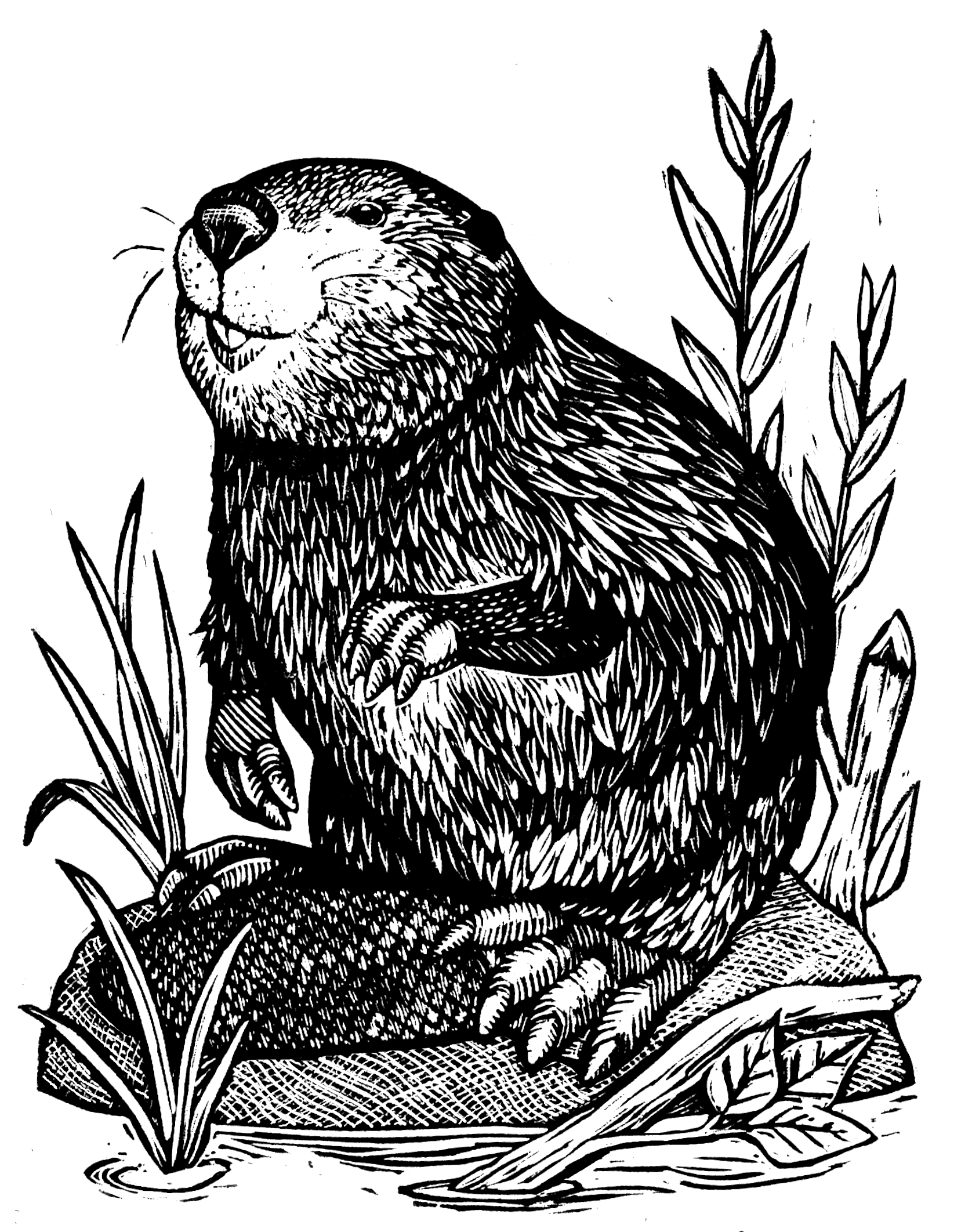 Got Beaver Problems? - Occidental Arts & Ecology Center