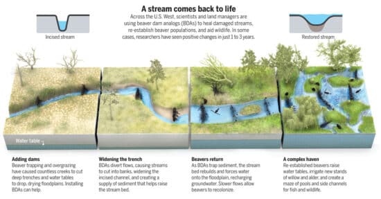 What Is Process-Based Restoration? - Occidental Arts & Ecology Center