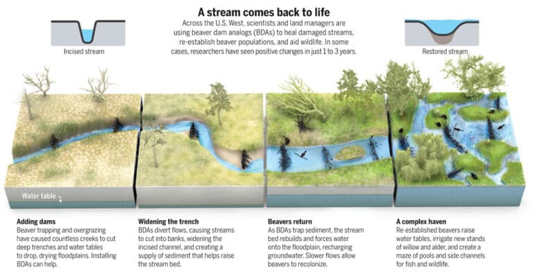 What Is Process-Based Restoration? - Occidental Arts & Ecology Center