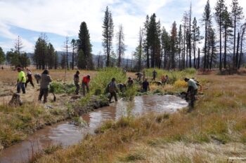 What Is Process-Based Restoration? - Occidental Arts & Ecology Center