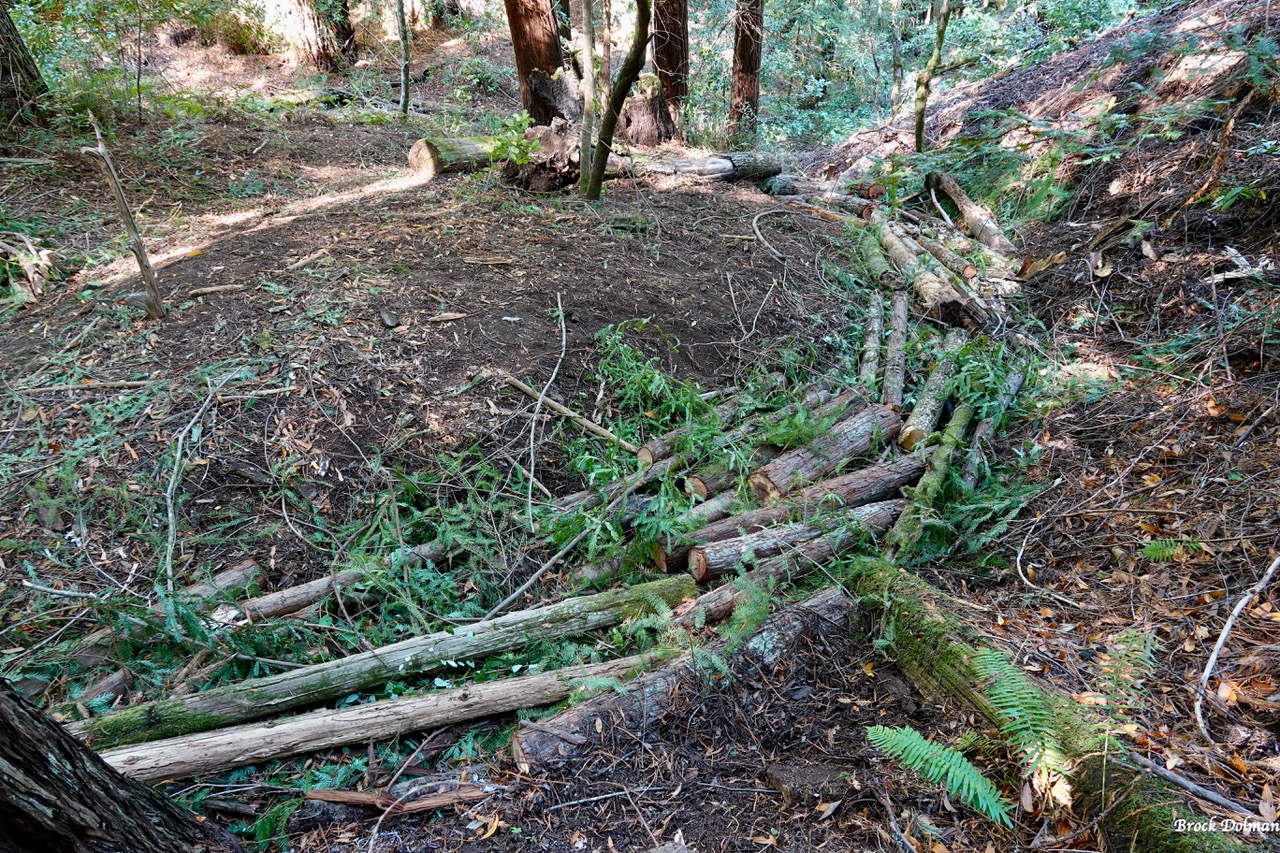 Gully Stuffing Technique - Occidental Arts & Ecology Center